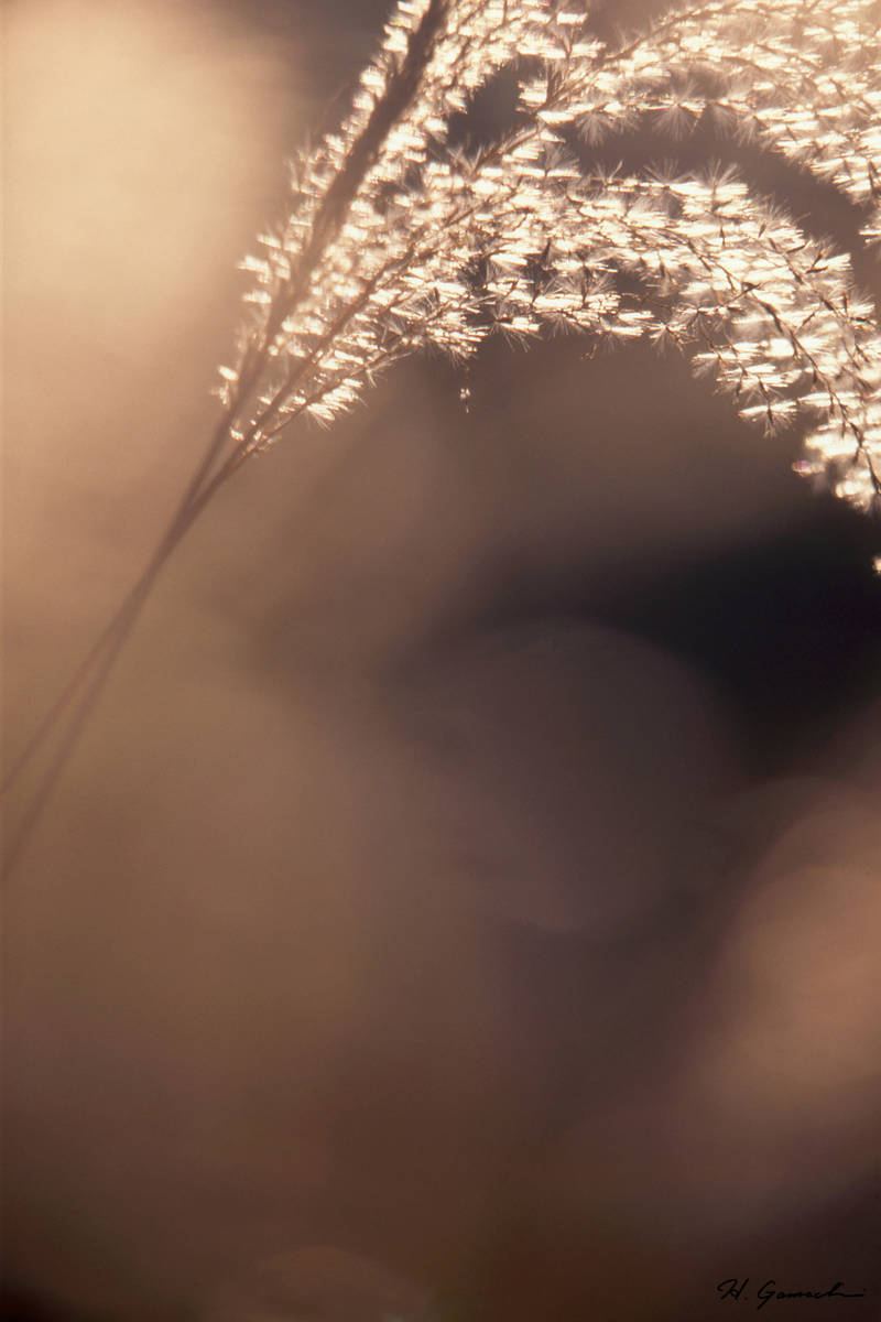 MILD LIGHT｜UnoFOTO 京都写真美術館